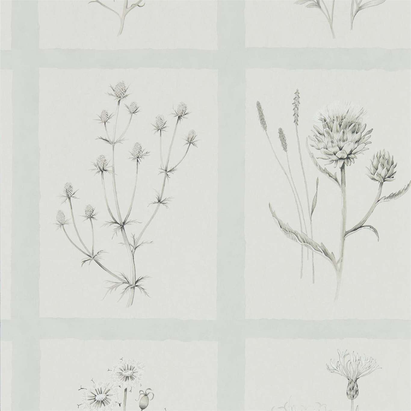 Sanderson Wallpaper Little Thistle Grey Blue 216513